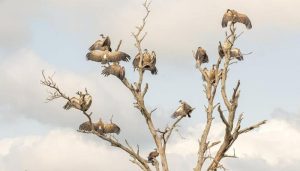 Ảnh Con Chim - Khám Phá Hình Ảnh Về Các Loài Chim Đẹp & Miễn Phí